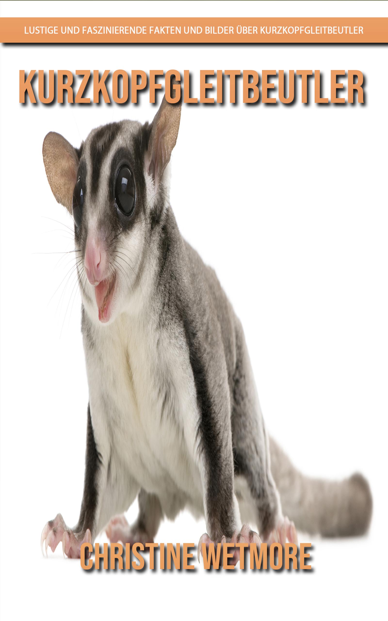 Kurzkopfgleitbeutler - Lustige und faszinierende Fakten und Bilder über Kurzkopfgleitbeutler ...